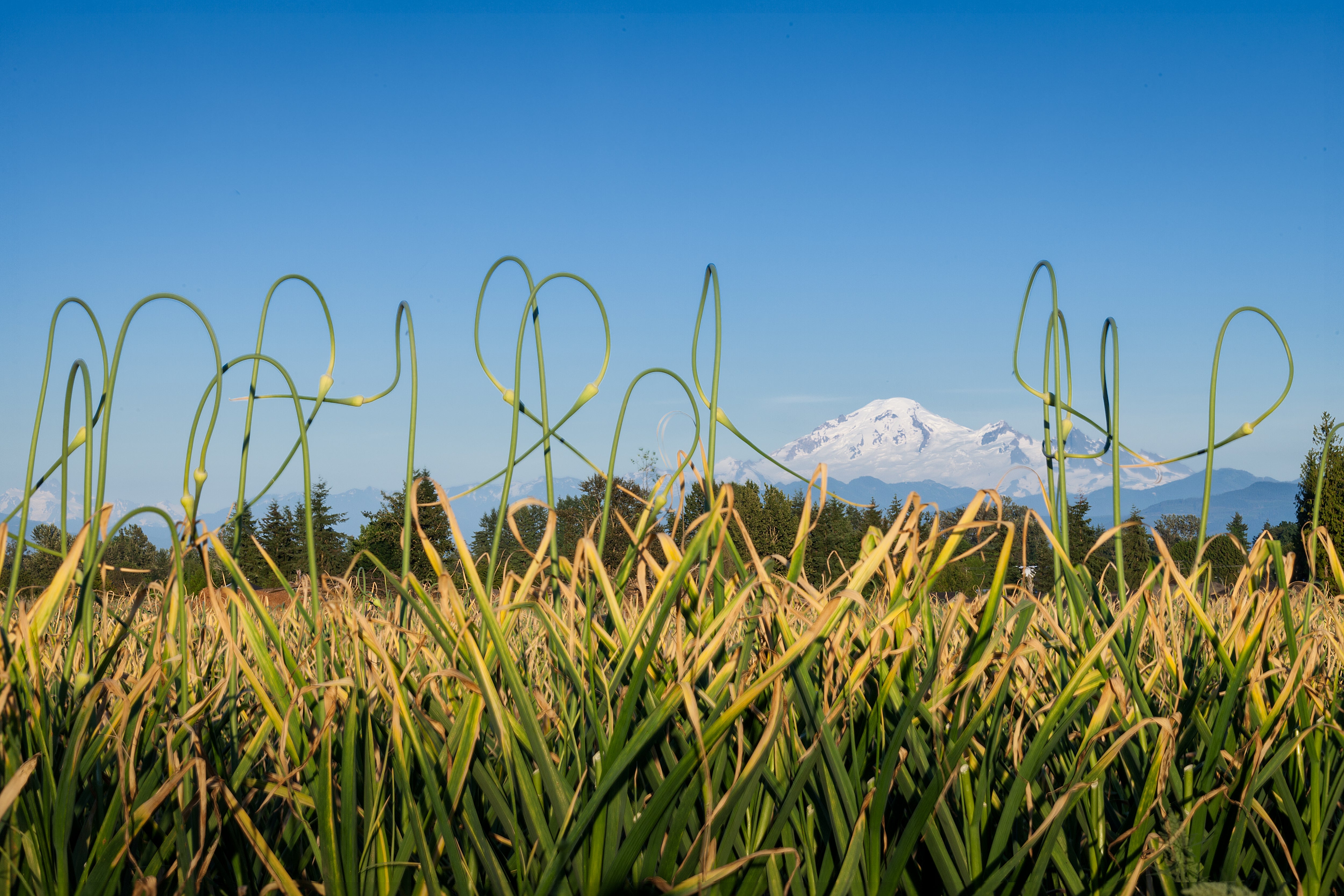 Organic seed garlic | BC Garlic Growers Inc.
